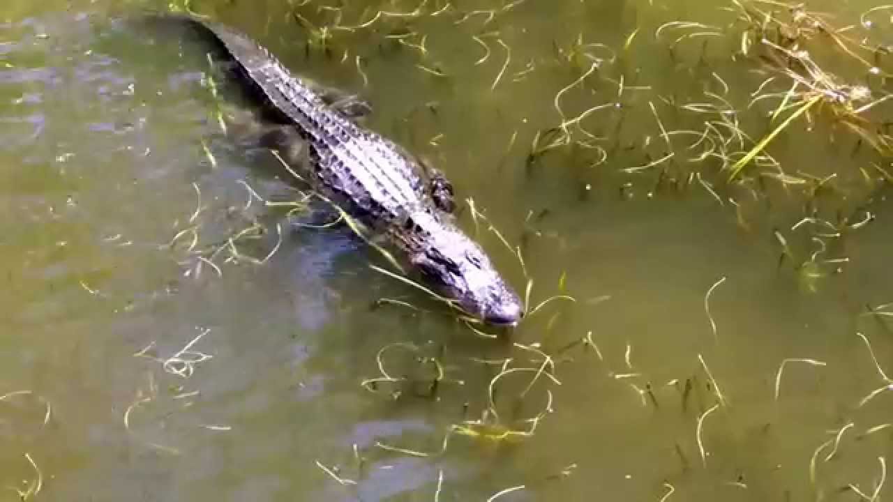 American Alligator Swimming - YouTube