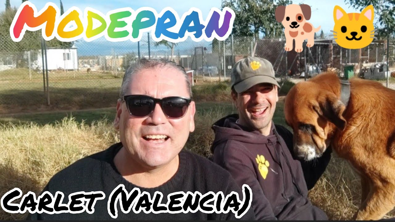 Visitamos el refugio de animales MODEPRAN en Carlet (Valencia).Una ...