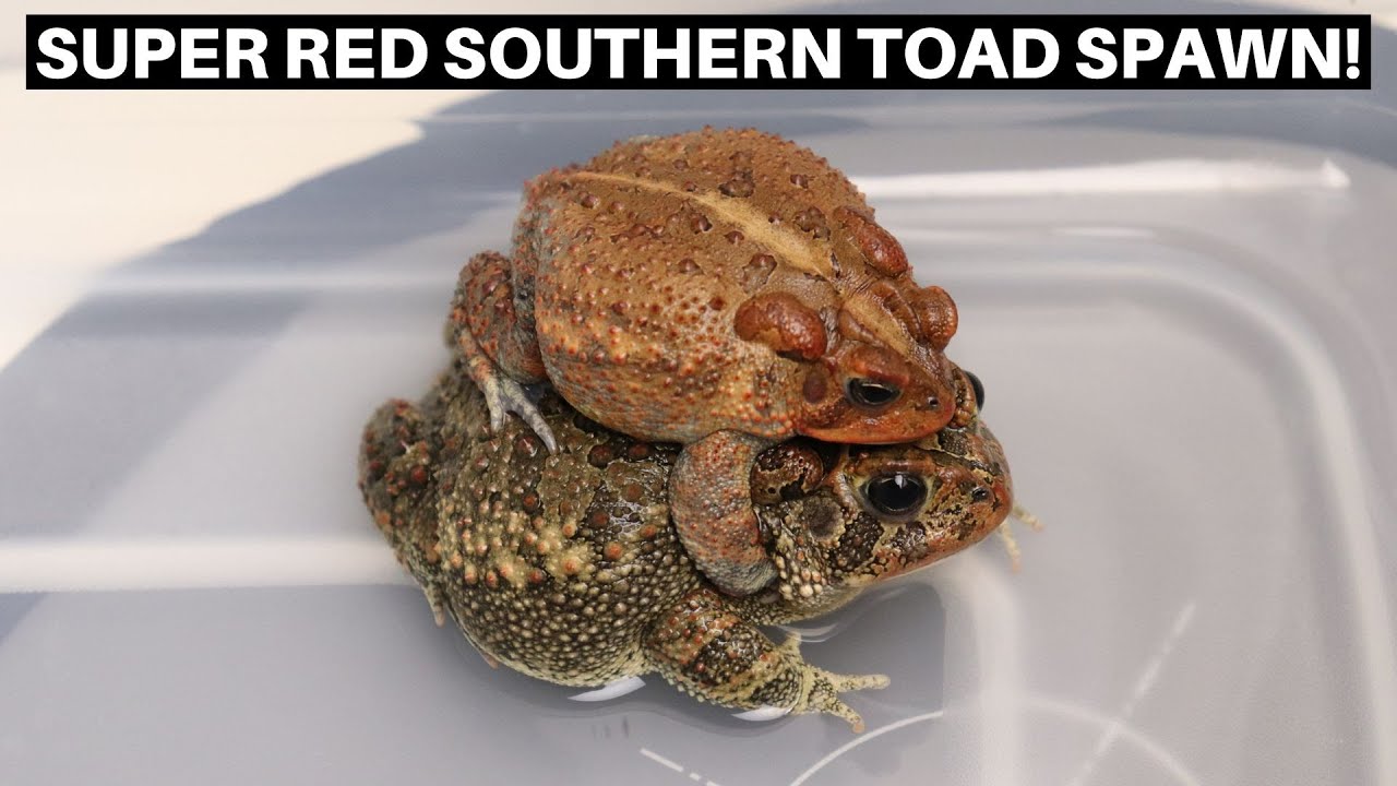 The First Super Red Southern Toad Spawn Of 2025! - Benjamin's Exotics ...