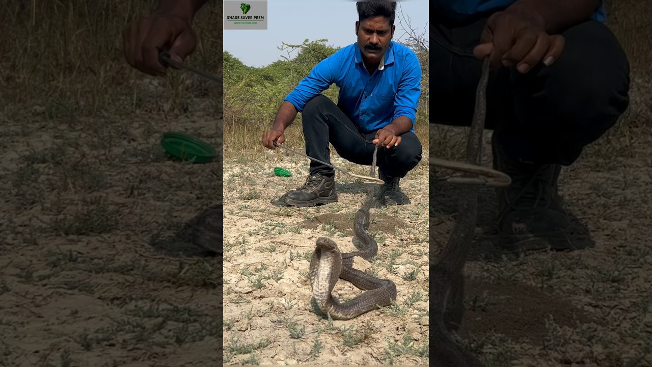 Indian Naag very dangerous venomous cobra snake release in Forests # ...