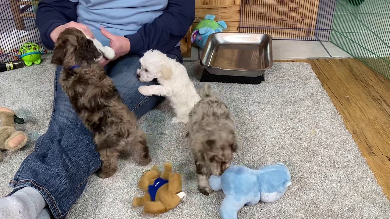 Diva Poodle puppies December 23, 2020 - YouTube