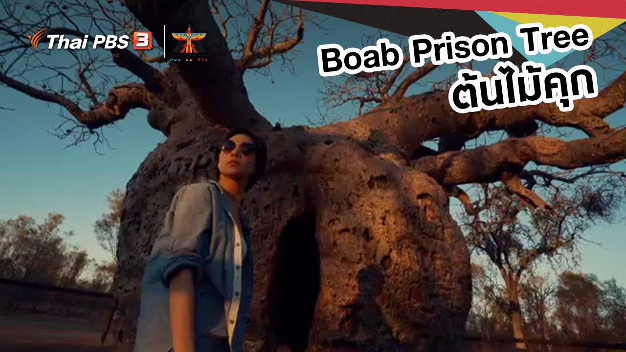 Boab Prison Tree ต้นไม้คุก : เรื่องเล่าการเดินทาง - YouTube