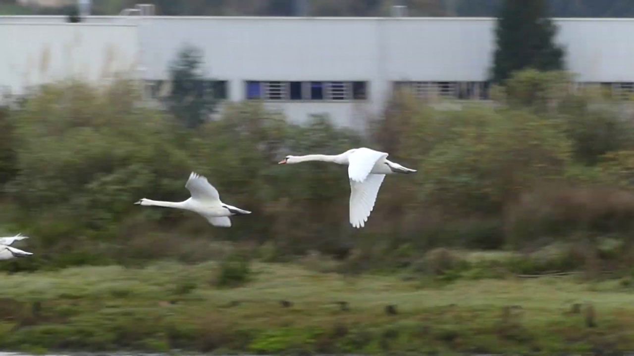Cisnes volando - YouTube
