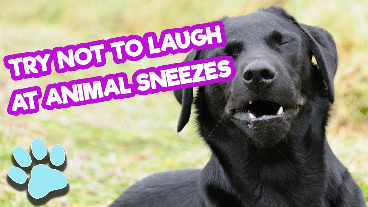 Try Not To Laugh At Animal Sneezes | Funny Pet Compilation | # ...