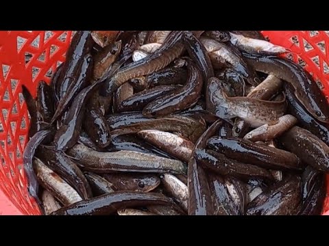 Women killing fish for cooking food eat. - YouTube