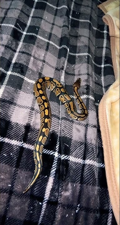 Our baby ball python. She’s 24 and a half inches and growing! She’s so ...