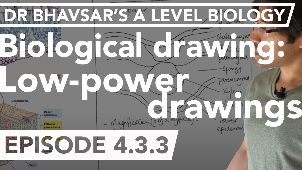 A level bio: low power microscope drawing - YouTube