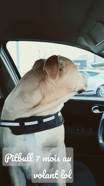 Most dog !!! évolution pitbull Mal 7 mois - YouTube