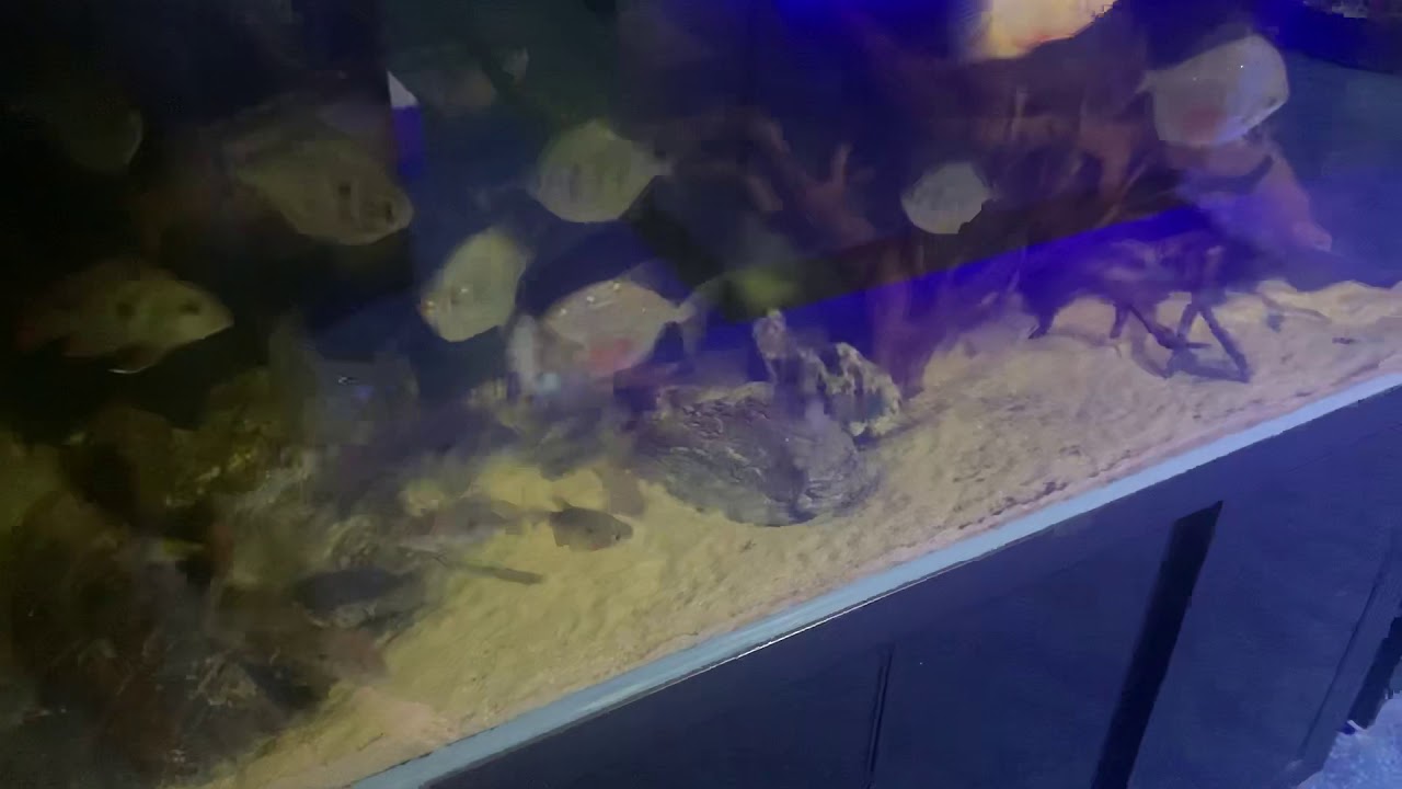 Big fish can choke on littler fish! - YouTube