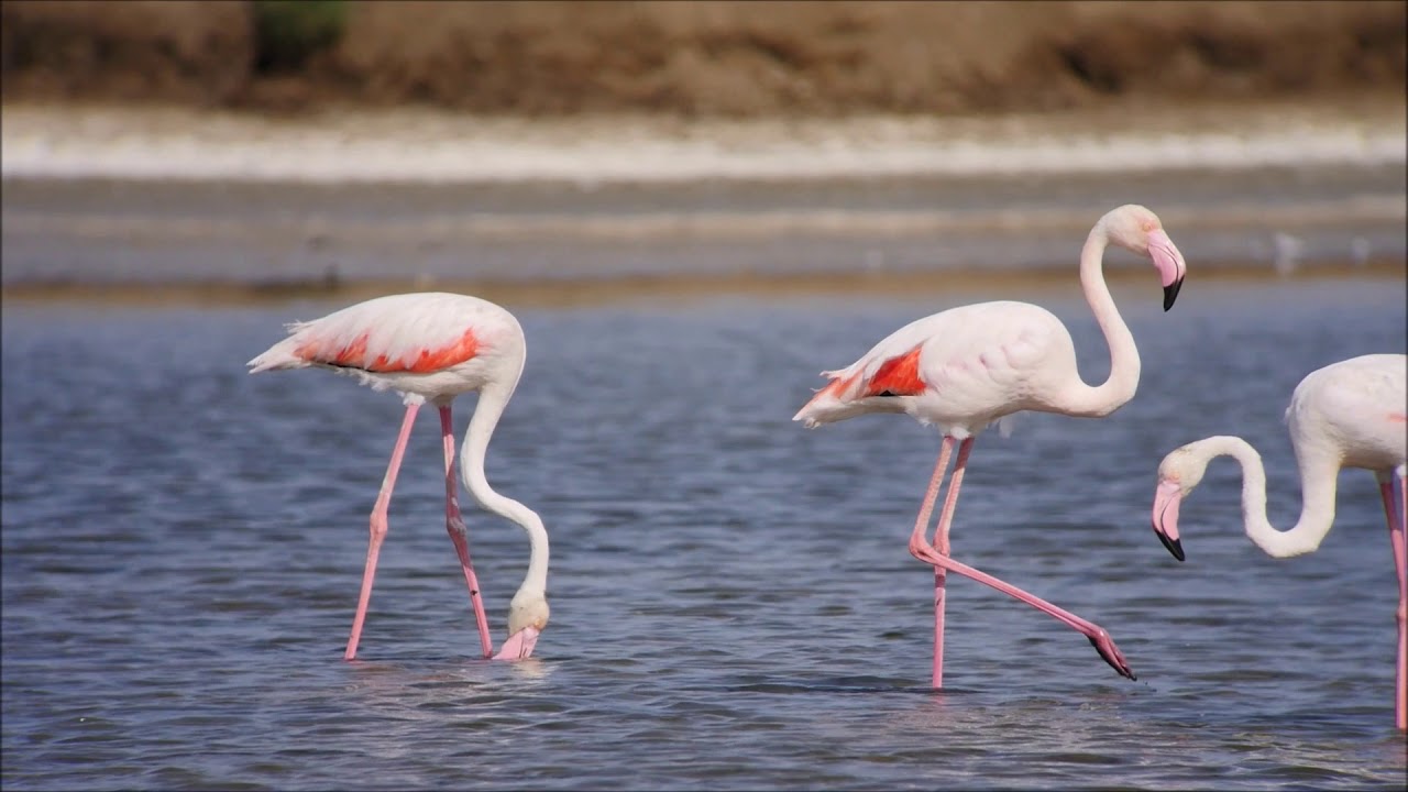 Majorca birds 2017 - YouTube