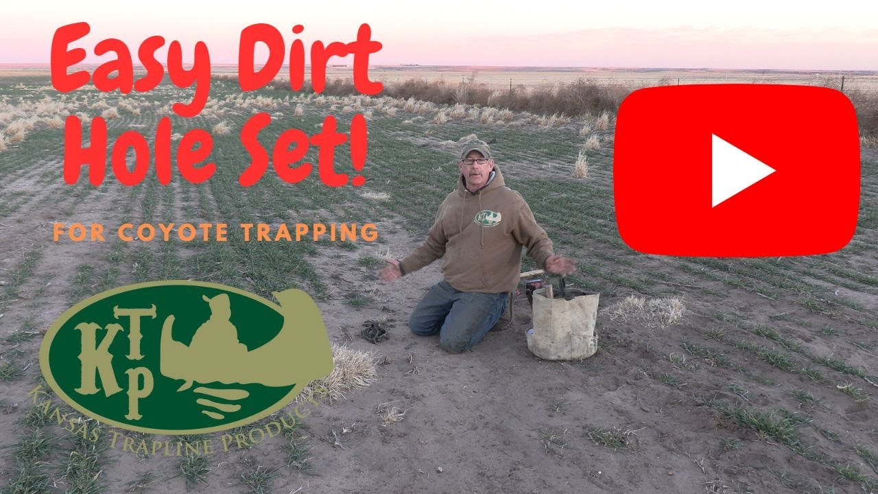 Easy Dirt Hole Set For Coyote Trapping - YouTube