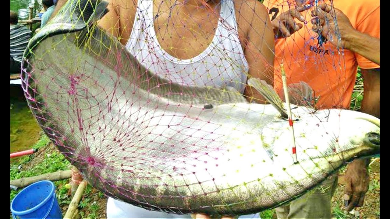 সৌখিন চিতল মাছ শিকার । Unique chital fish hunting by fish hook - YouTube