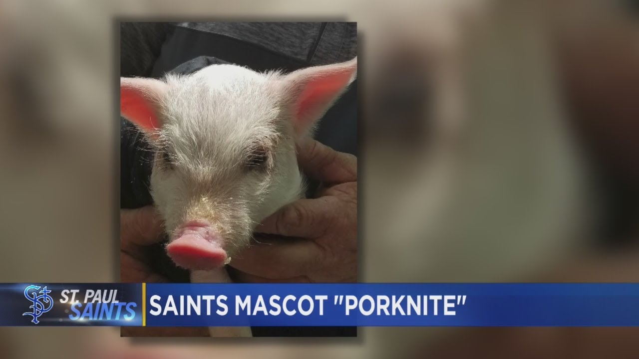 St. Paul Saints Kick Off New Season, Reveal ‘Porknite’ Mascot - YouTube