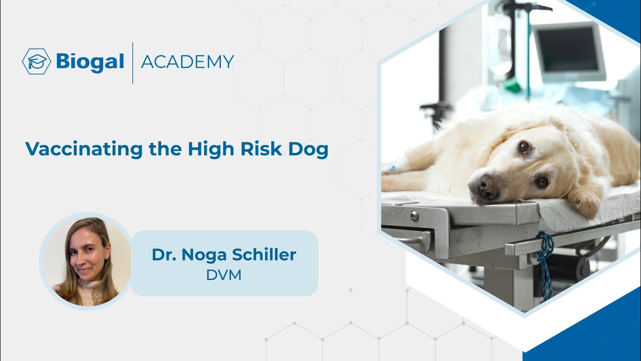 Vaccinating the High Risk Dog - YouTube