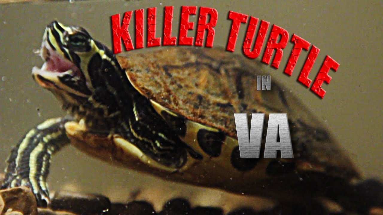 Killer Turtle in VA - YouTube
