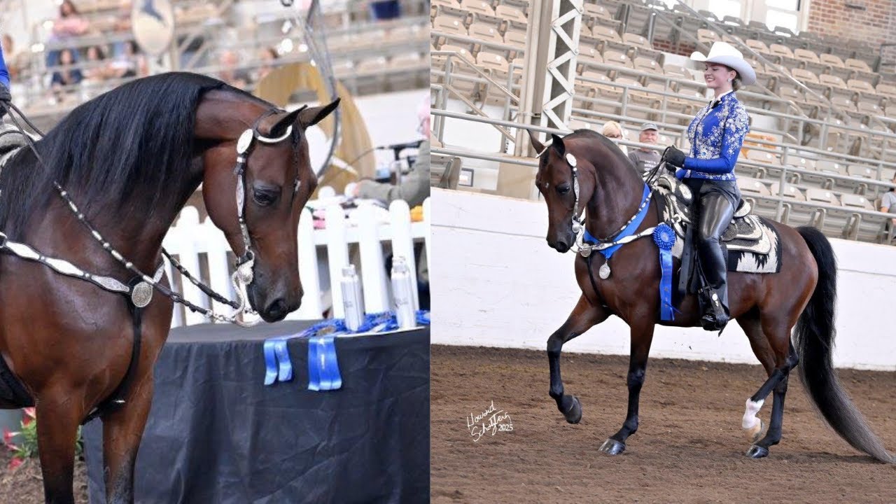 Valeria's Million Reasons: 2019 Bay Morgan Mare - YouTube