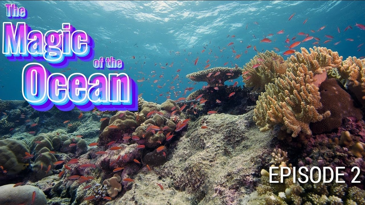 THE MAGIC OF THE OCEAN (2023). Episode 2 – Coral Reefs in HD. In ...