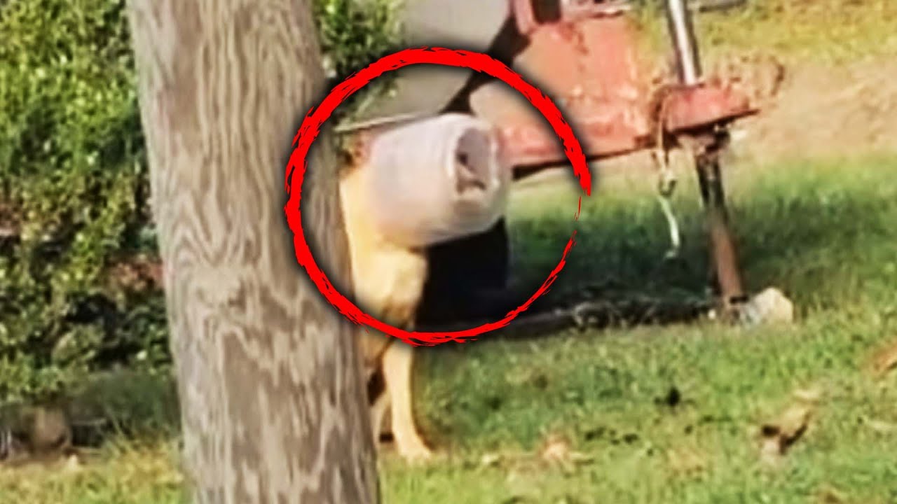 Woman Rescues Stray Dog With Plastic Jug Stuck on Head - YouTube
