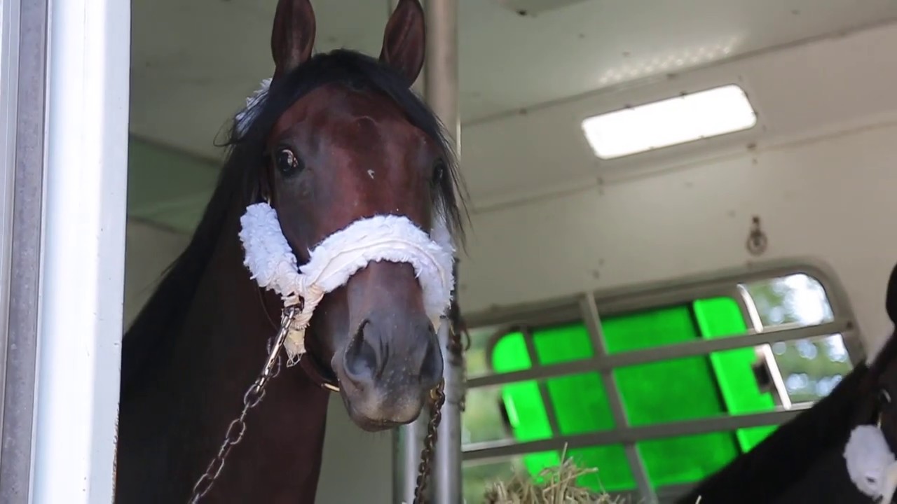 Arlington Million: Trainer Chad Brown horses arrive at Arlington ...
