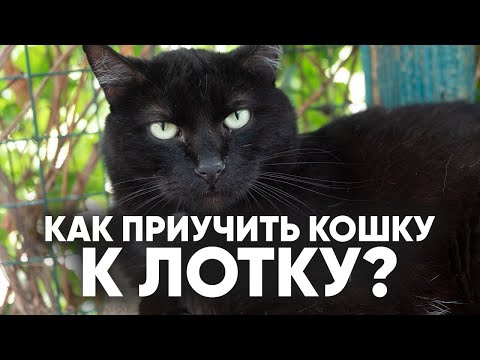 Как приучить котенка к лотку? Приучение к лотку.  Наполнитель для кошачьего лотка.