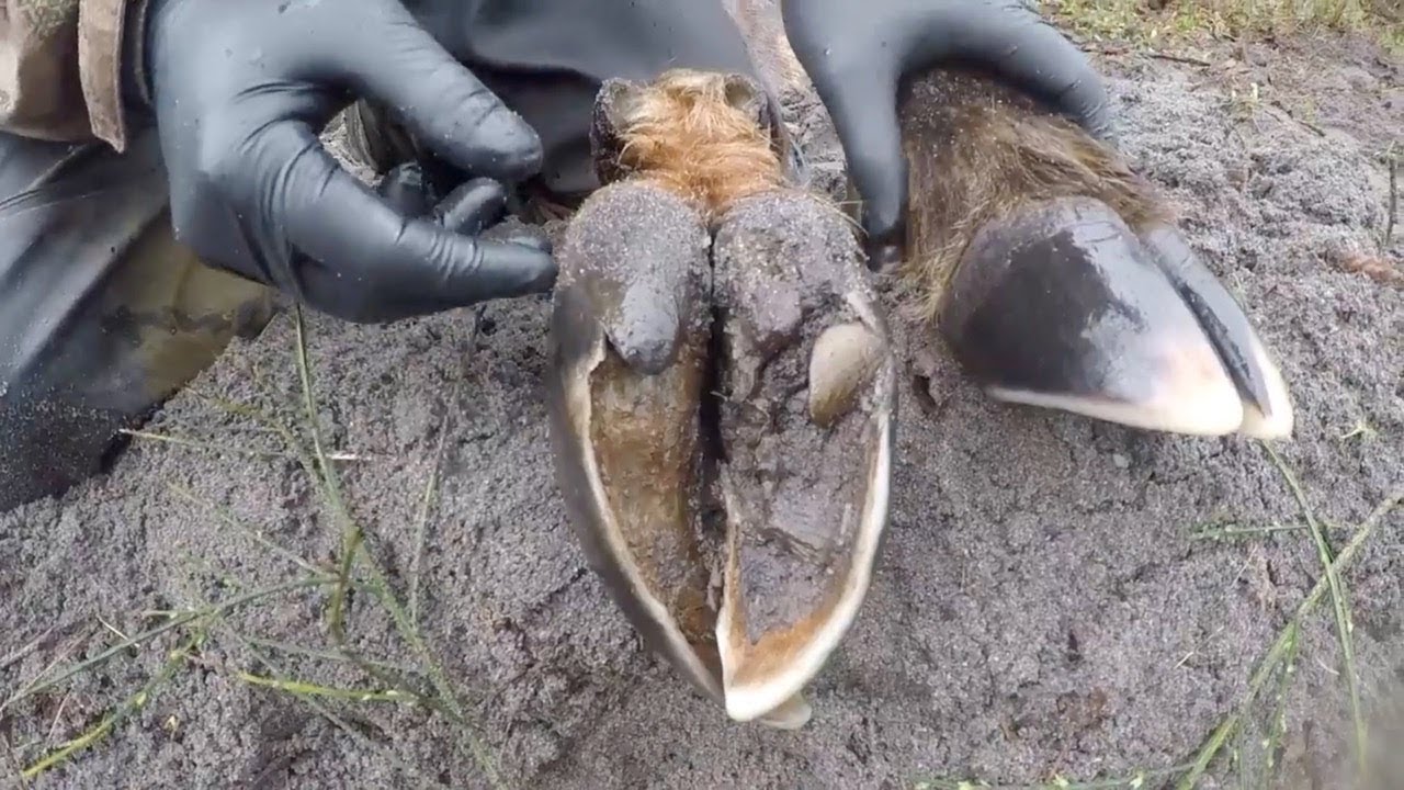 Washington's harmful elk hoof disease migrates to Idaho - YouTube