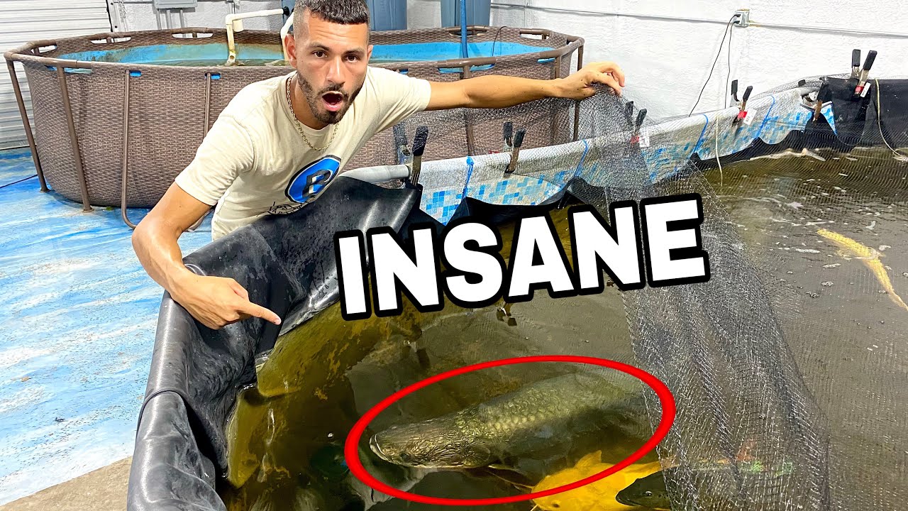 FEEDING MY PET ARAPAIMA WILL HE BITE ? - YouTube
