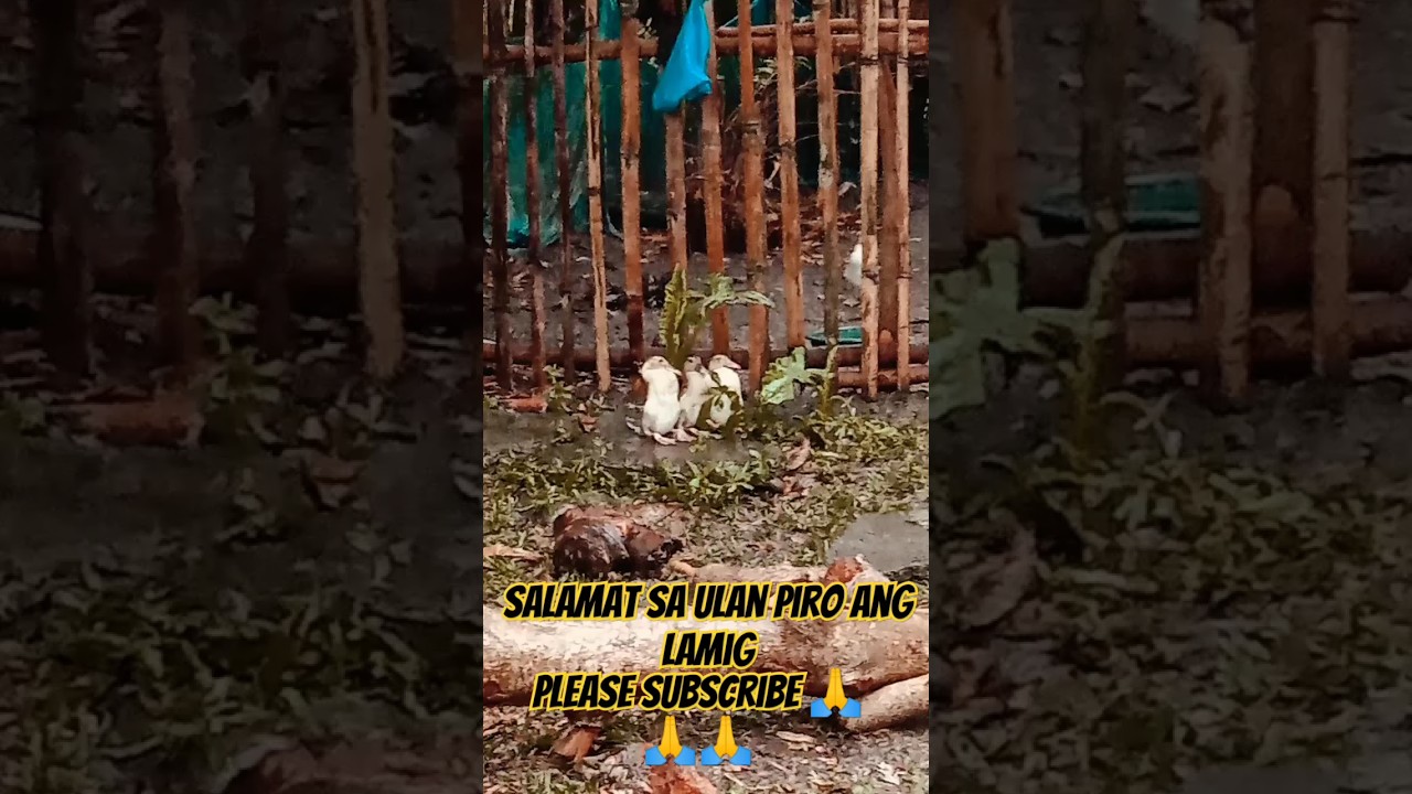 #takot sa ulan mga sisiw #tatlong sisiw na pato giniginaw sumilong sa ...