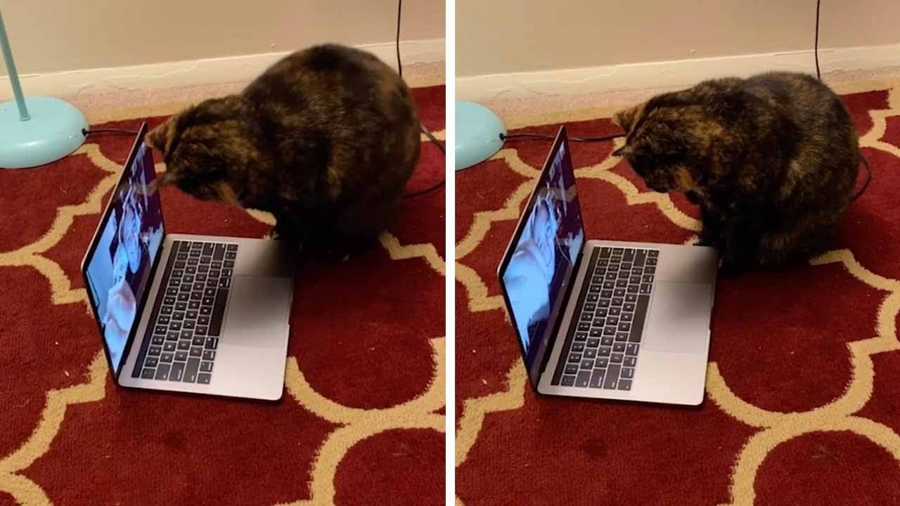 Cat Has Adorable Skype Call With Owner - YouTube
