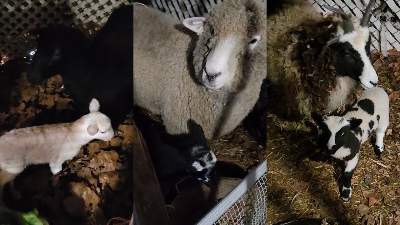 3 baby sheep! 🐑🐑🐑 (2/26/24) - YouTube