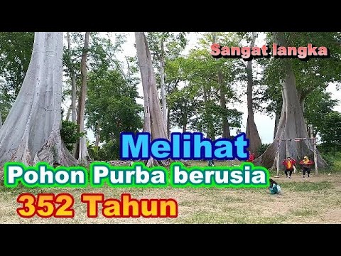 Melihat pohon purba Lian langka berusia 352 tahun di Lombok - YouTube