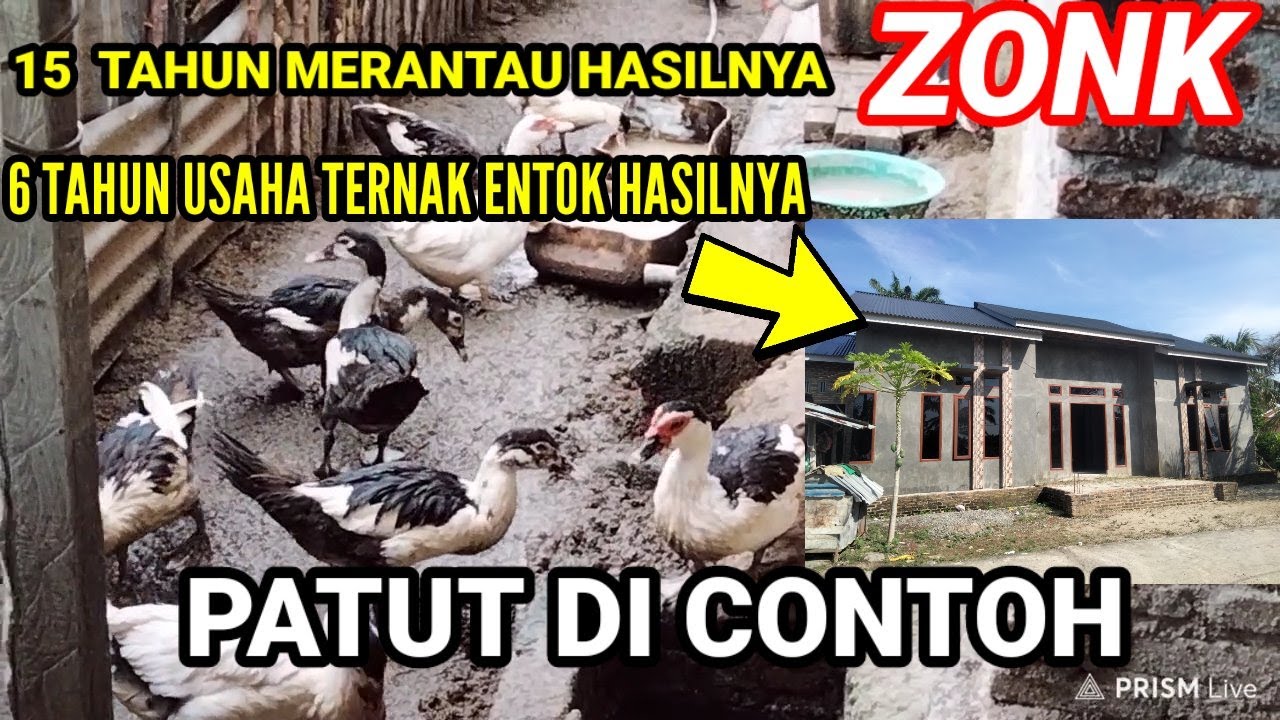 6 tahun beternak entok hasilkan 1 rumah - YouTube