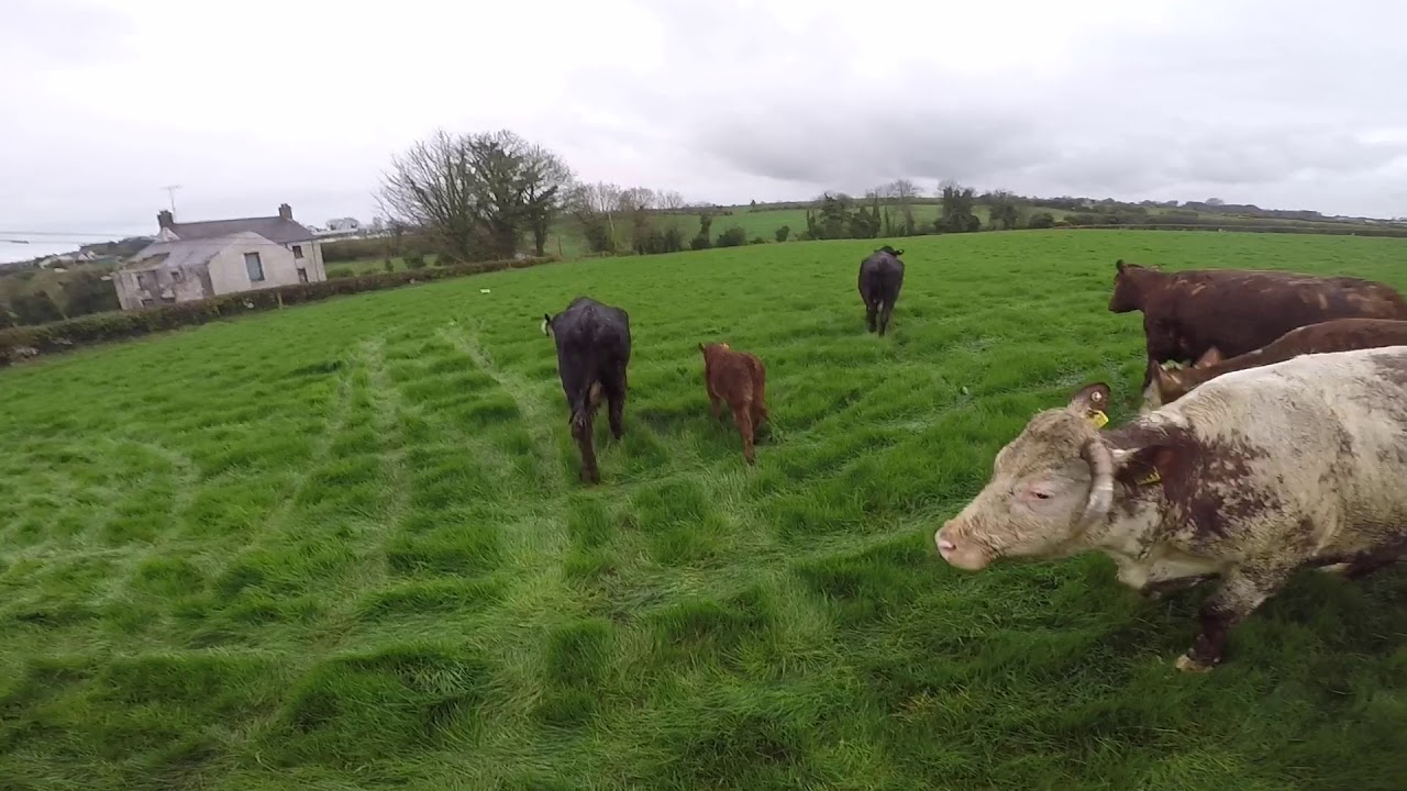 COWS AND CALVES GET OUT, ANOTHER BIRTH - YouTube