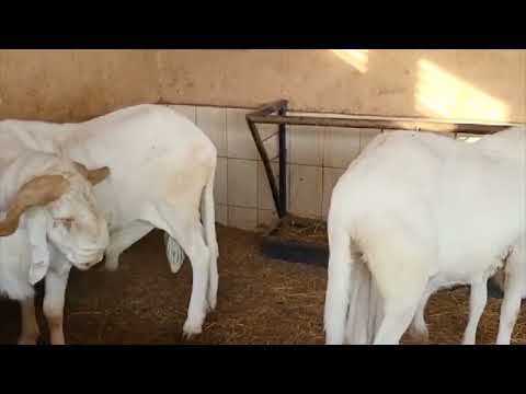 Best quality balami housing balami as a breeder