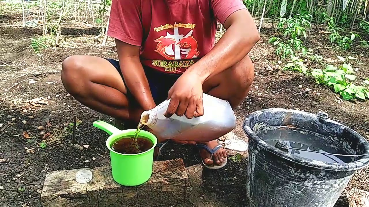 Pupuk Cair Lengkap Bio Slurry Paling Cepat Untuk Pertumbuhan Tanaman ...