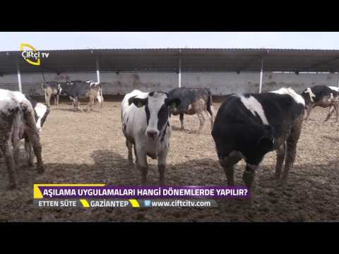 Etten Süte - Şap Hastalığı İle İlgili Bilgiler / Gaziantep