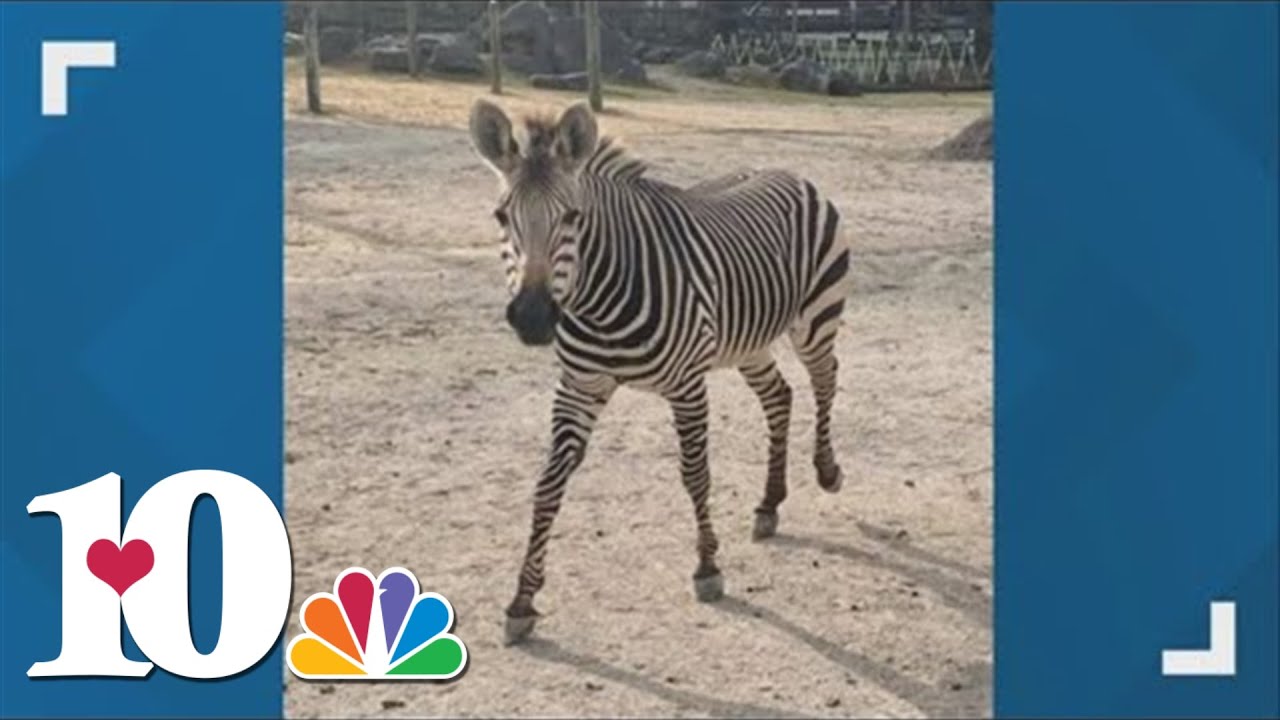 Lydia the zebra dies after colliding with fence at Zoo Knoxville - YouTube