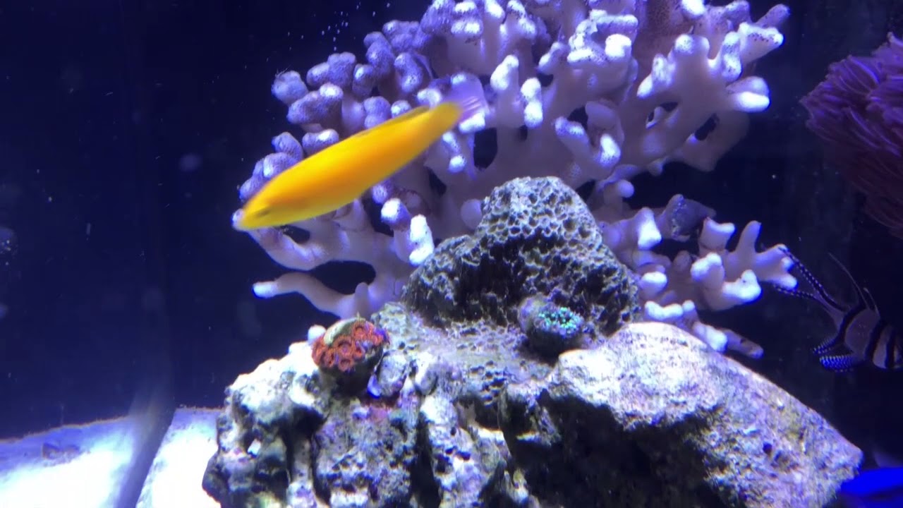 Tank Update - Red Sea Reefer 250 Deluxe - YouTube