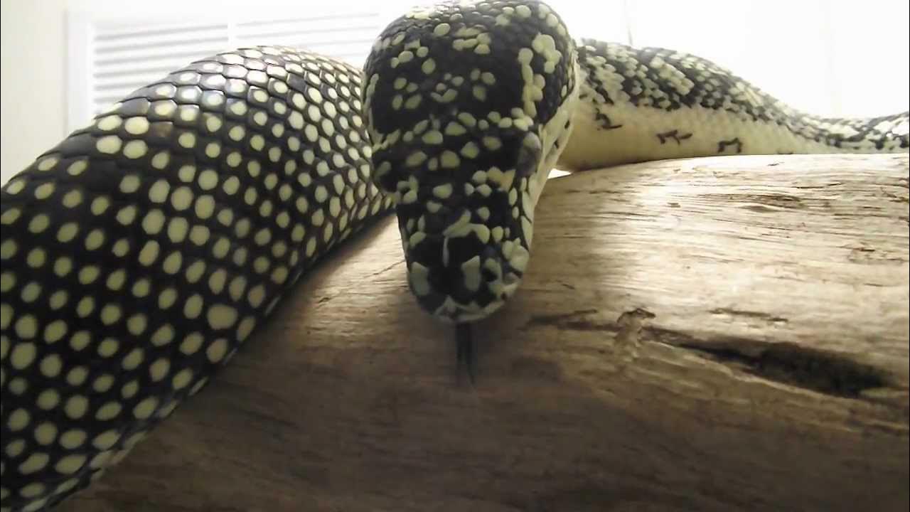 Black & White Diamond Python - YouTube