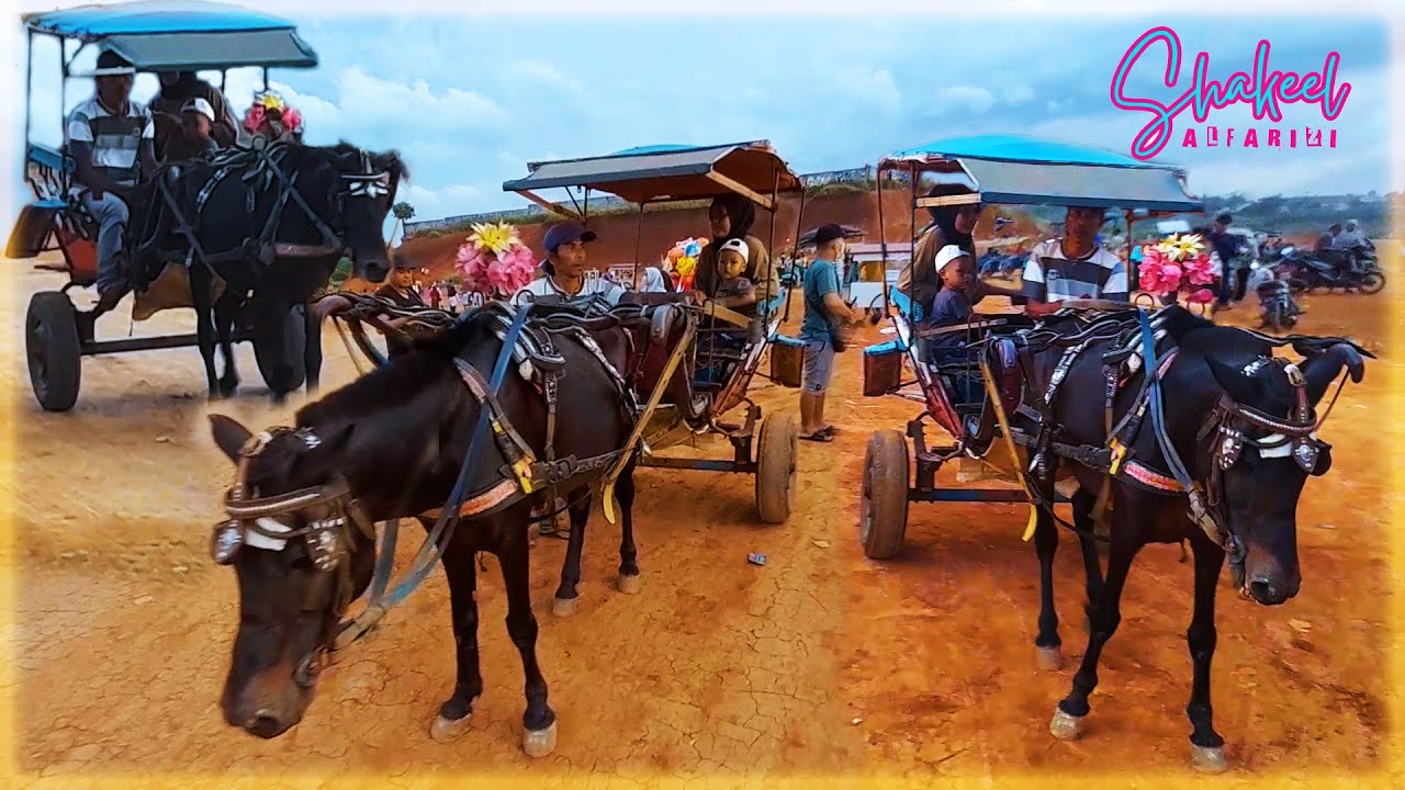 Seruu..!!! Naik Kuda Delman Tanah Merah Cipayung Depok - Kuda - Horses ...