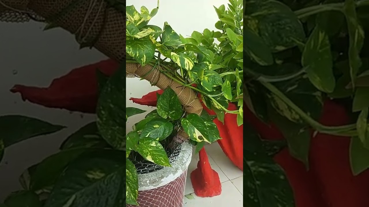Devil's ivy (Epipremnum aureum) - YouTube