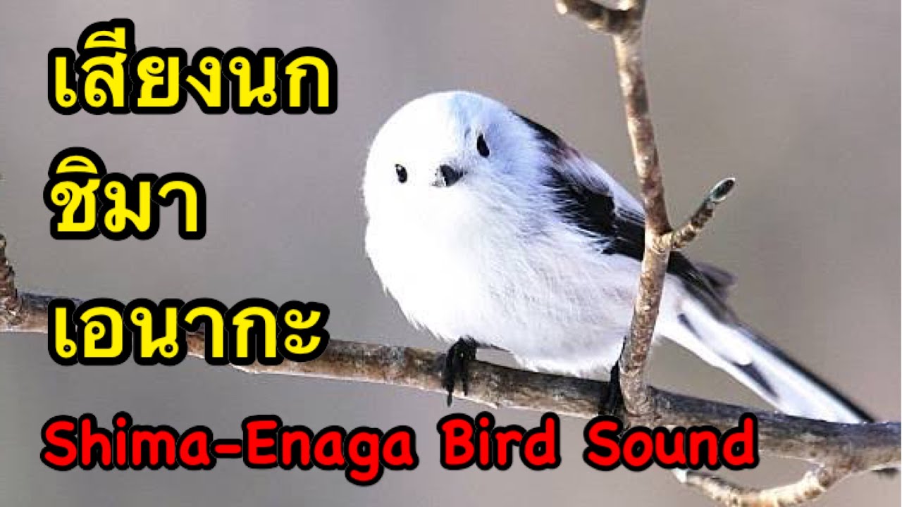 เสียงนกชิมาเอนากะ Shima-Enaga Bird Sound - YouTube