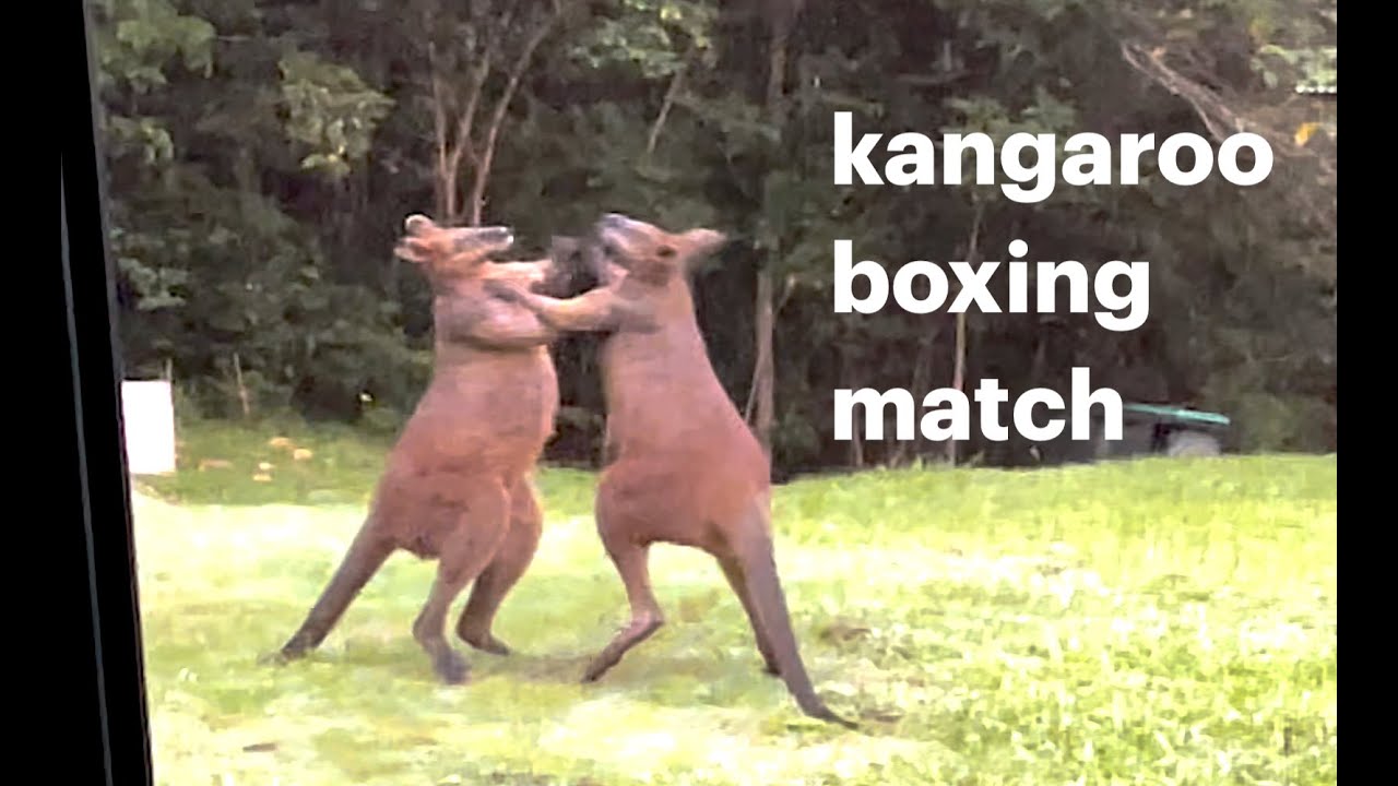 Kangaroo fight. Rarely seen kangaroo boxing match close up - YouTube