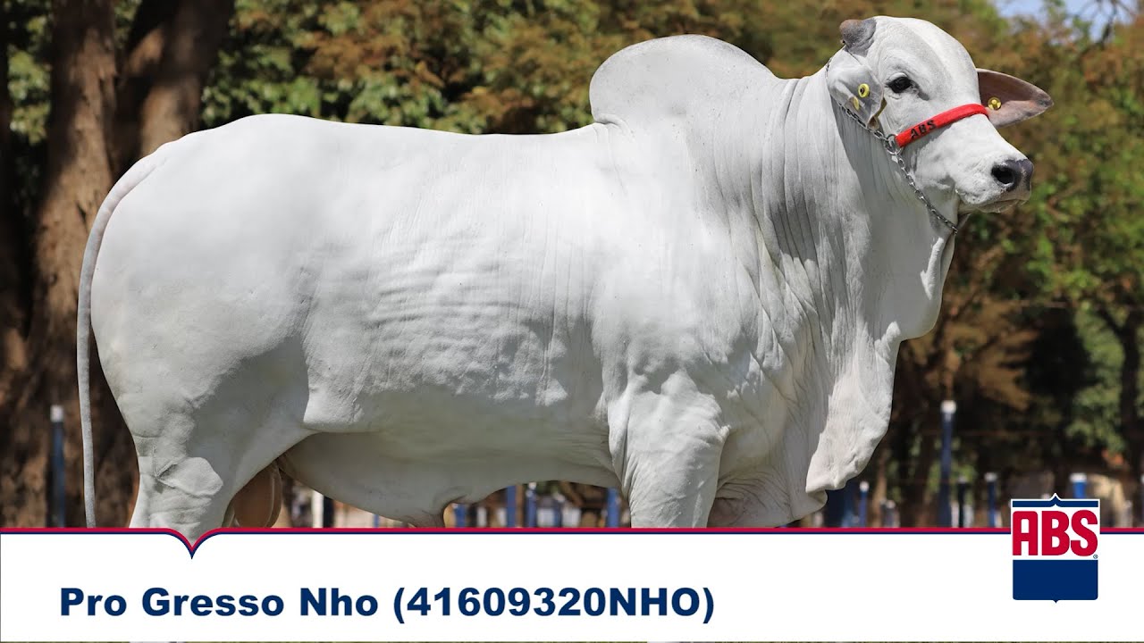 PRO GRESSO NHO (41609320NHO) - Touro Nelore CEIP ABS - YouTube