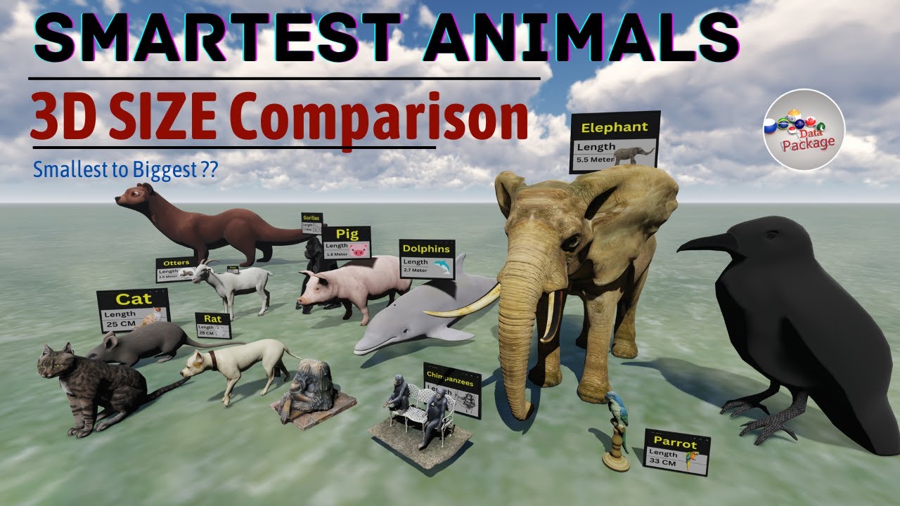 Smartest Animals In The World 3D Size Comparison - YouTube