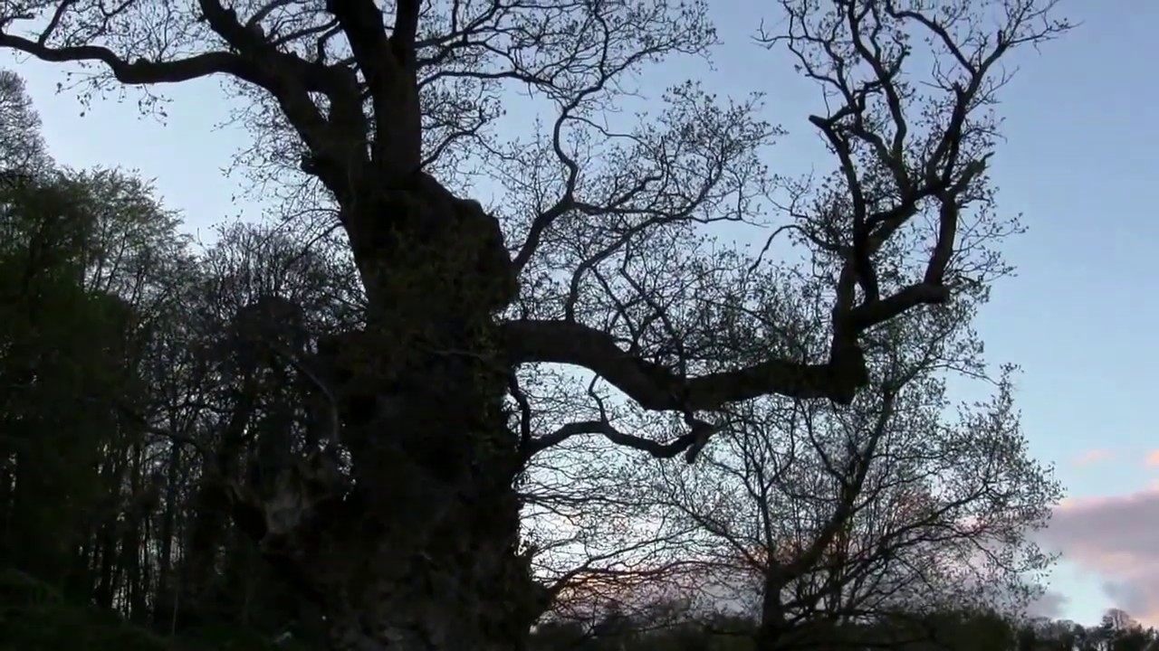 Ancient Oak Tree stands on the edge of time - YouTube