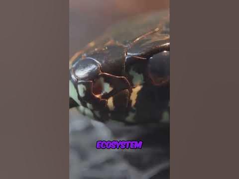 Why Snakes Are Awesome! Amazing Ecosystem Role - YouTube