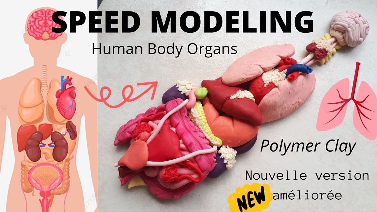 Human body Organs / Speed Modeling / Organes corps humain complet ...