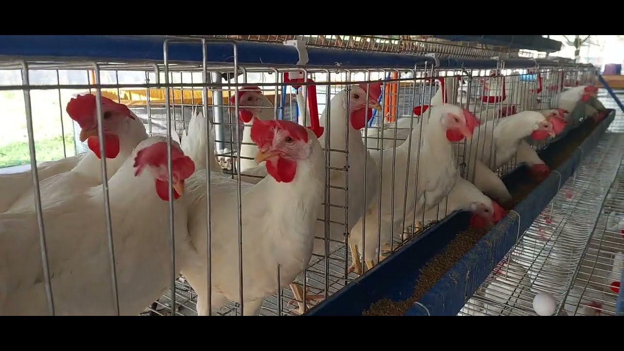 RTL CHICKEN ready to Lay Victoria Tarlac - YouTube