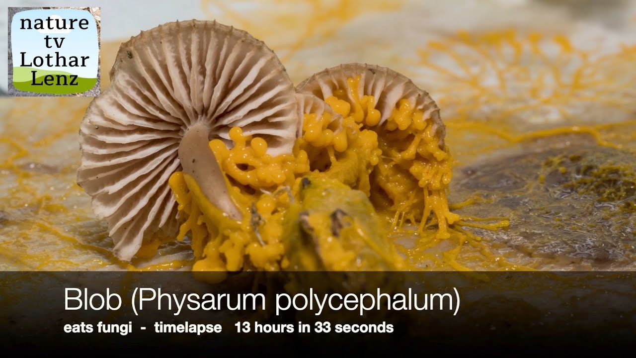 Blob (Physarum polycephalum) vs fungi / Slime mold timelapse: 1 day in ...