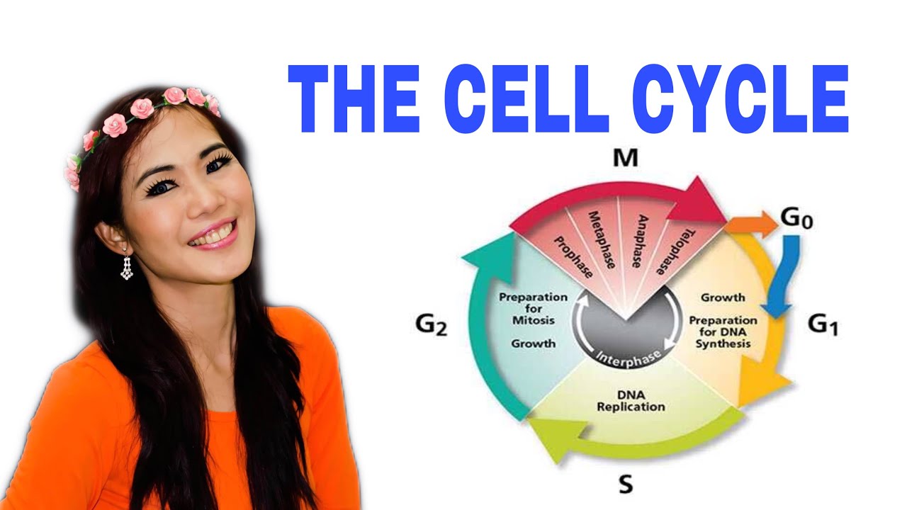 THE CELL CYCLE - YouTube